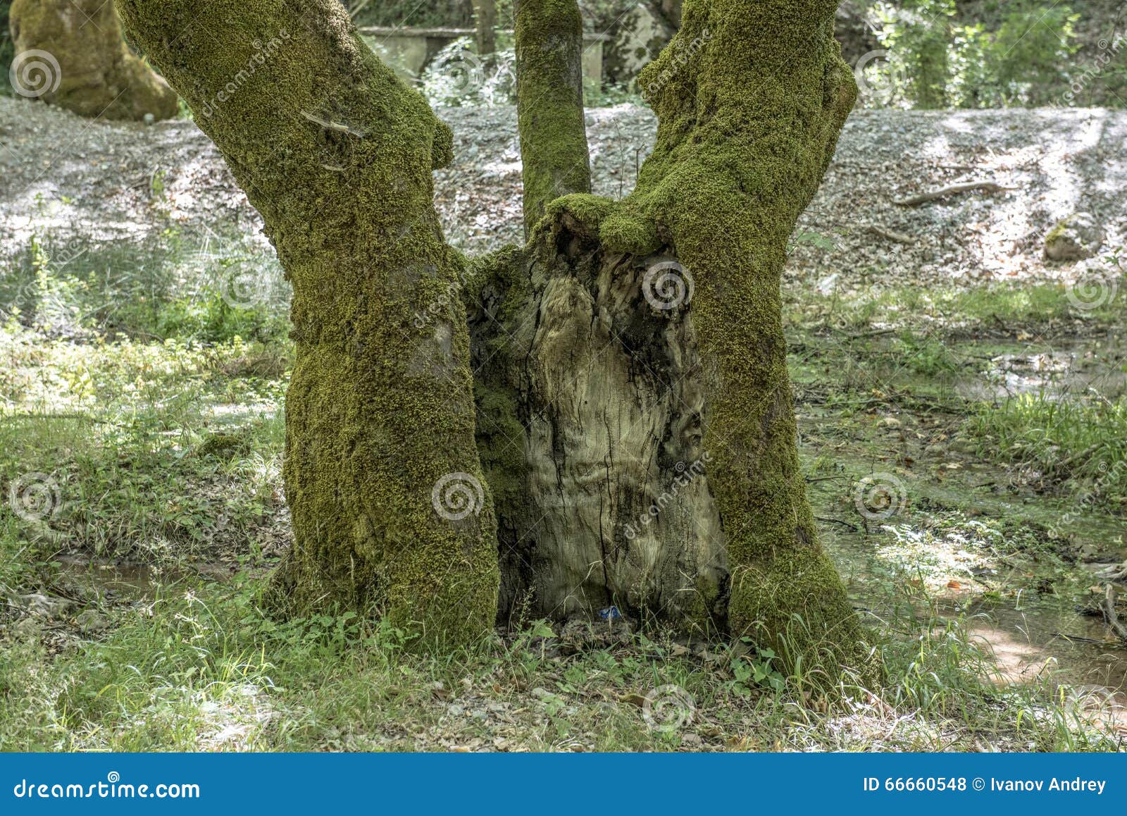 The old sycamore tree stock photo. Image of hill, river - 66660548