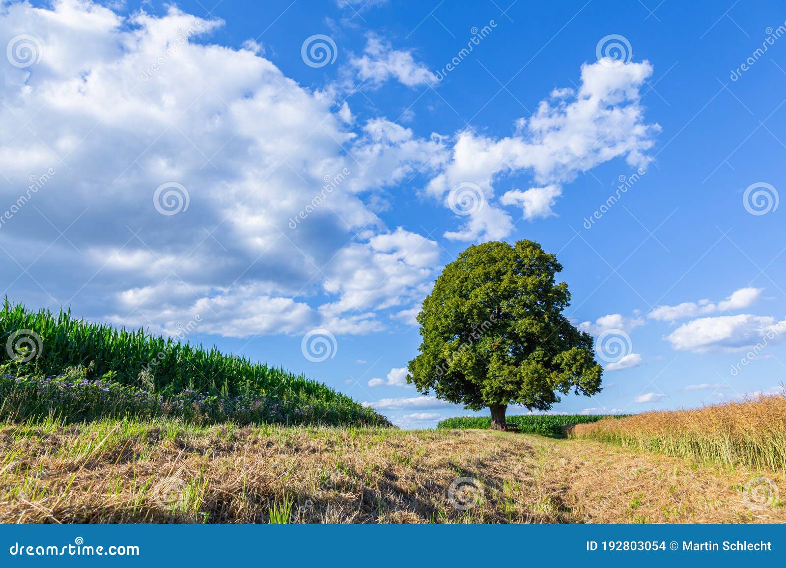Old Tall Limewood Tree in Landscape Stock Photo - Image of outdoor ...