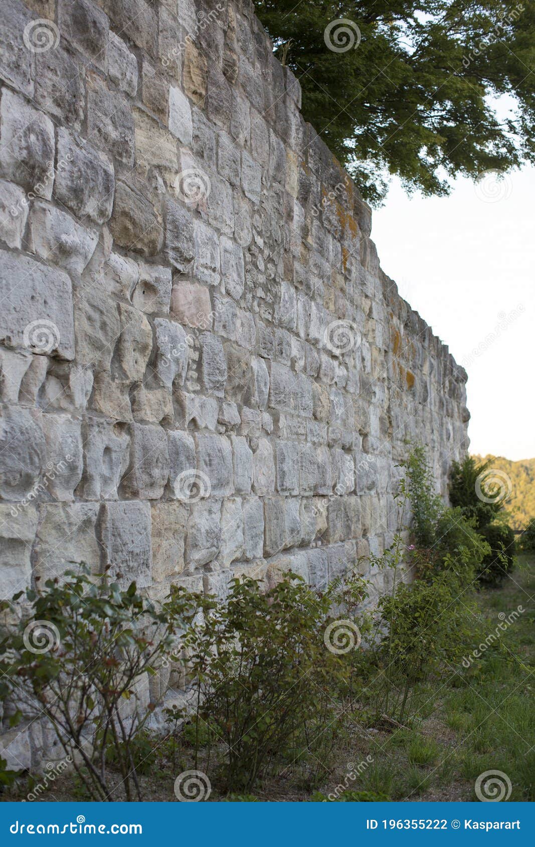 Wall Overgrown With Climbing Plant, Wall Texture Of Colorful Leaves For ...