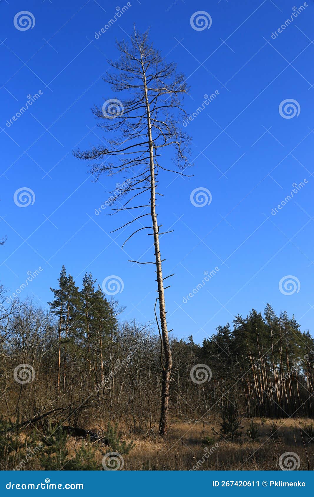Old tall pine tree stock image. Image of coniferous - 267420611