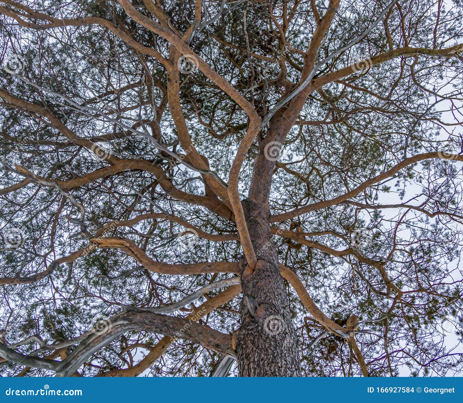 Old Tall Pine Tree with an Intricate Crown Stock Photo - Image of pine ...