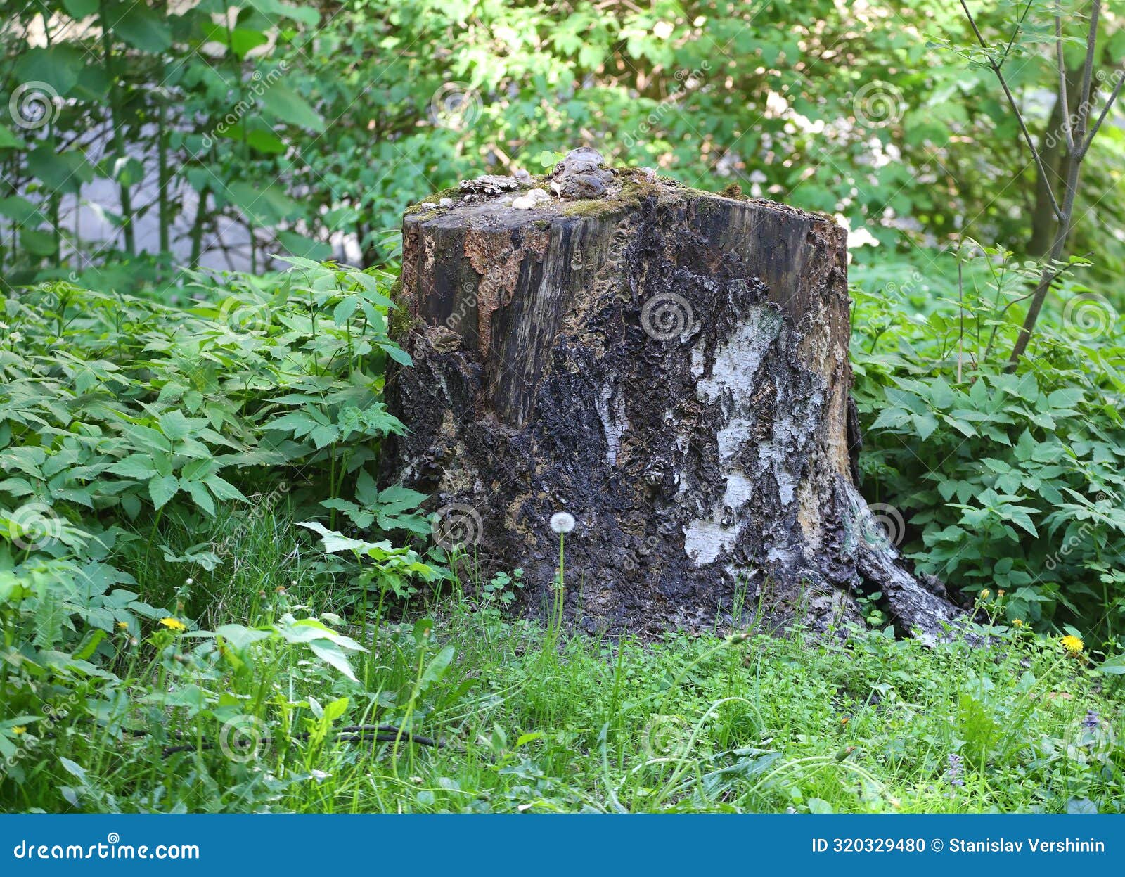 An Old Tall Rotten Stump in a Thicket of Green Grass Stock Photo ...
