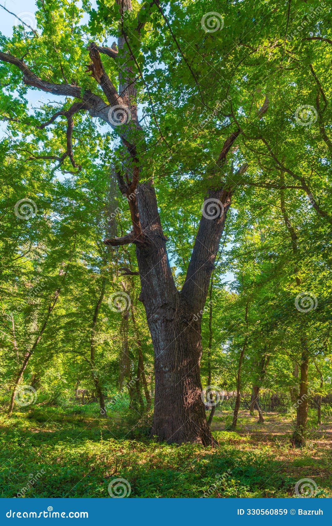 Old Tall Spreading Oak Tree in Green Forest Stock Image - Image of leaf ...