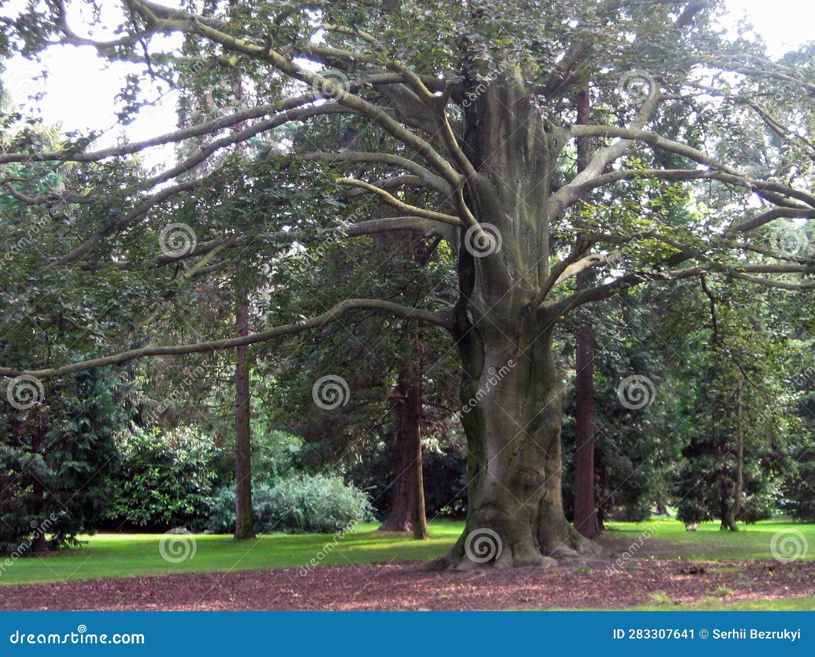 Spreading Thick Tree Roots Stock Photo | CartoonDealer.com #149037450