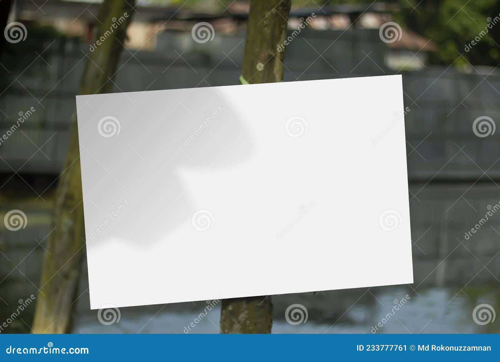 An Old Tall Tree Has a Whiteboard Hanging from it and the Background ...