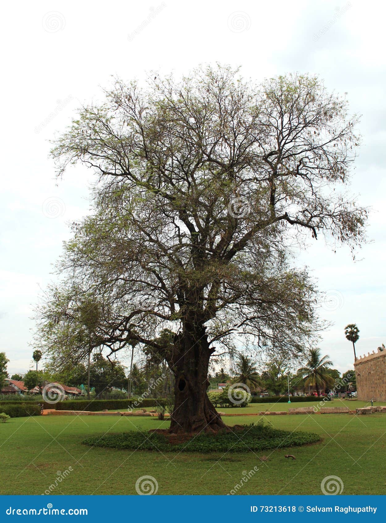 Tamarind Tree Stock Photography | CartoonDealer.com #53458688