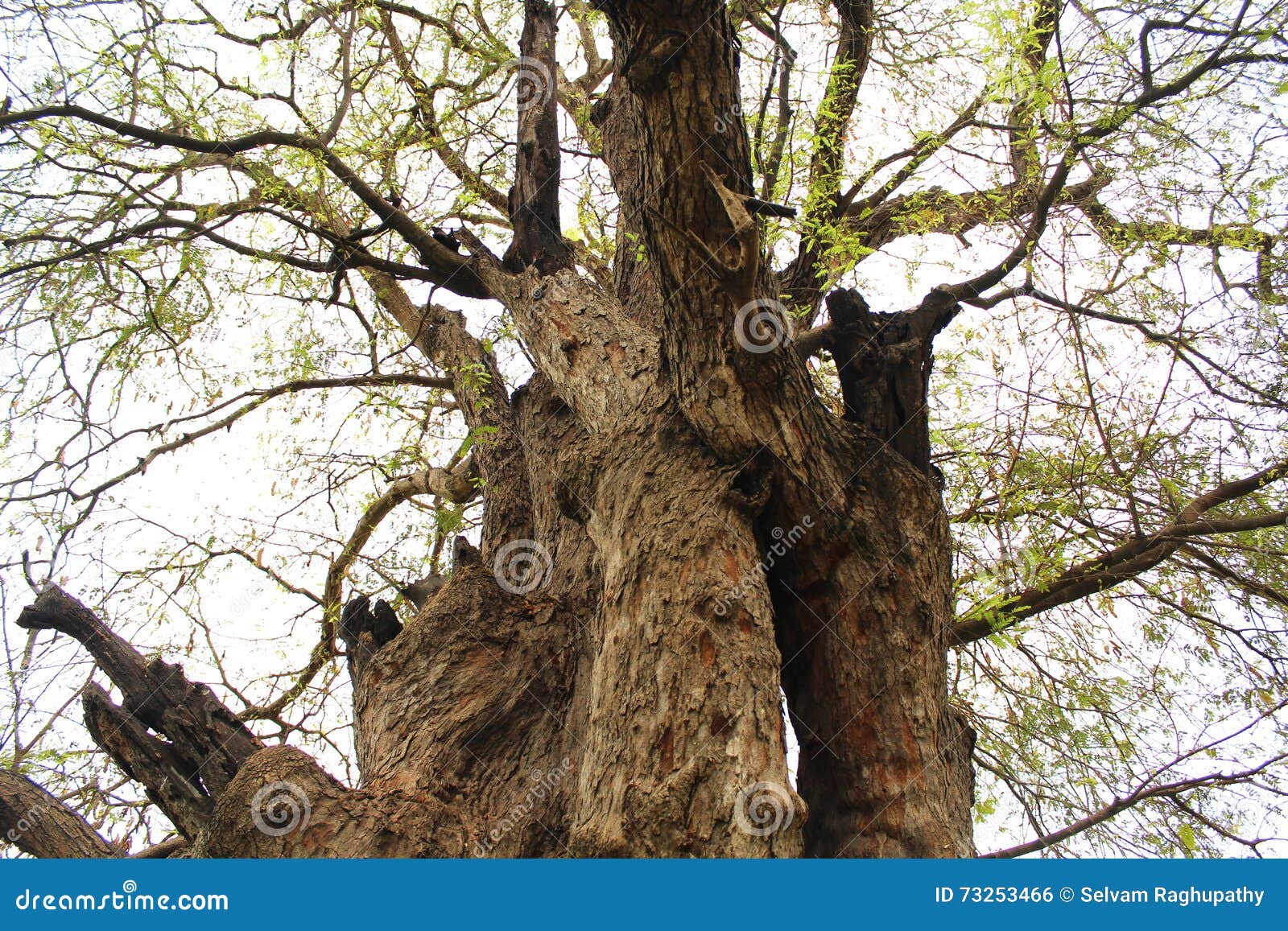 Old tamarind tree stock photo. Image of healthcare, landscape - 73253466