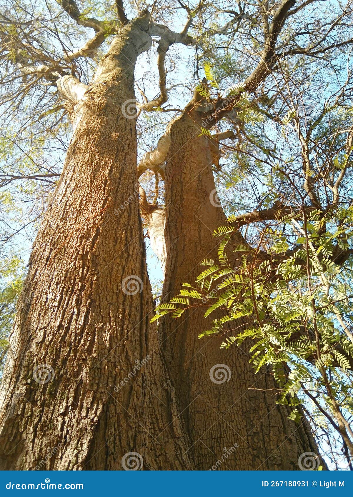 Old Tamarind Tree stock image. Image of autumn, woodland - 267180931