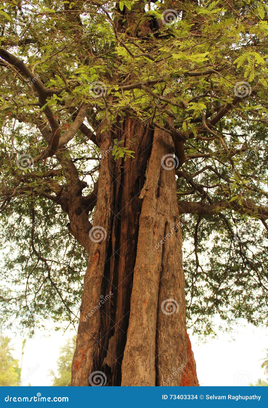 Tamarind Tree Stock Photography | CartoonDealer.com #53458688