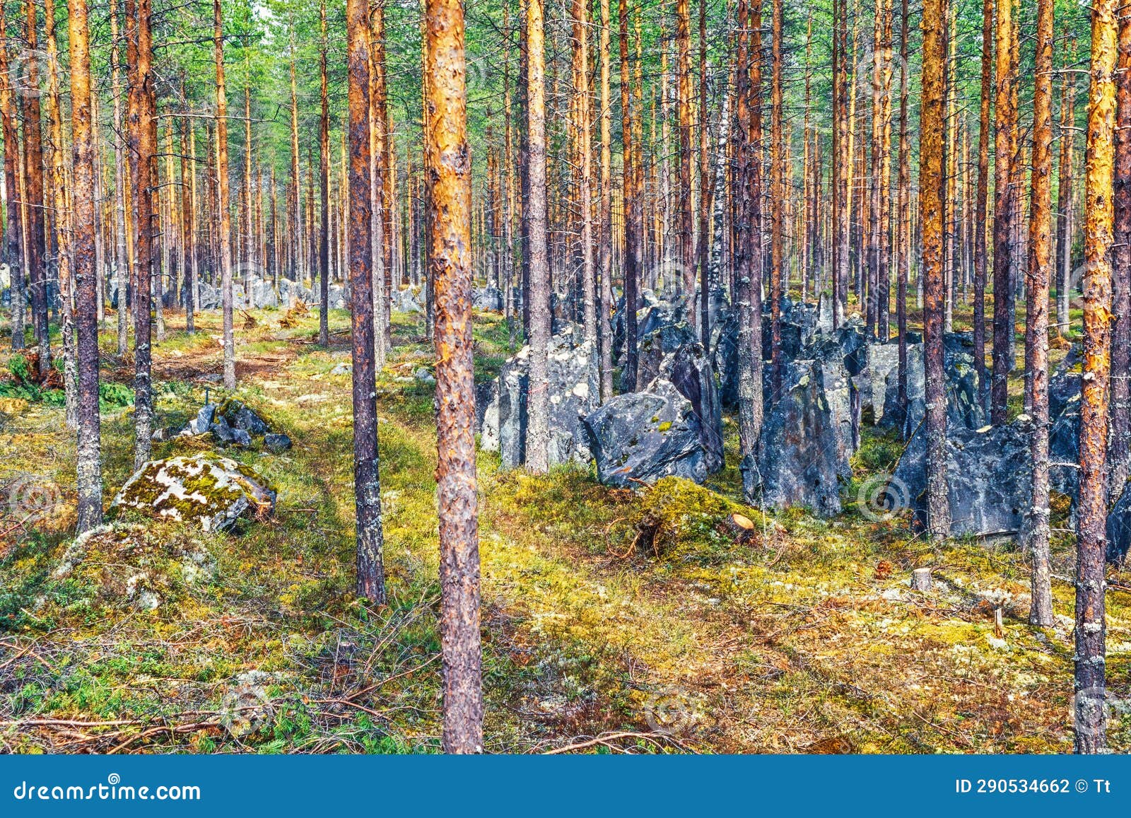 Old Tank Barrier with Rocks from World War 2 in a Forest Stock Photo ...