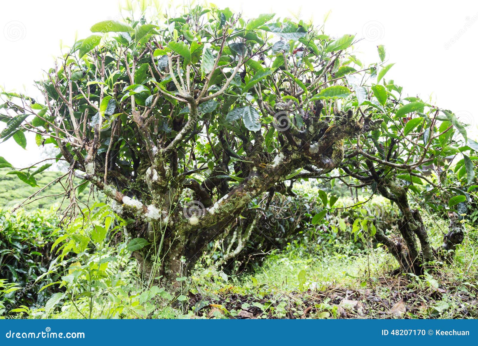 Old tea tree stock photo. Image of landscapee, field - 48207170