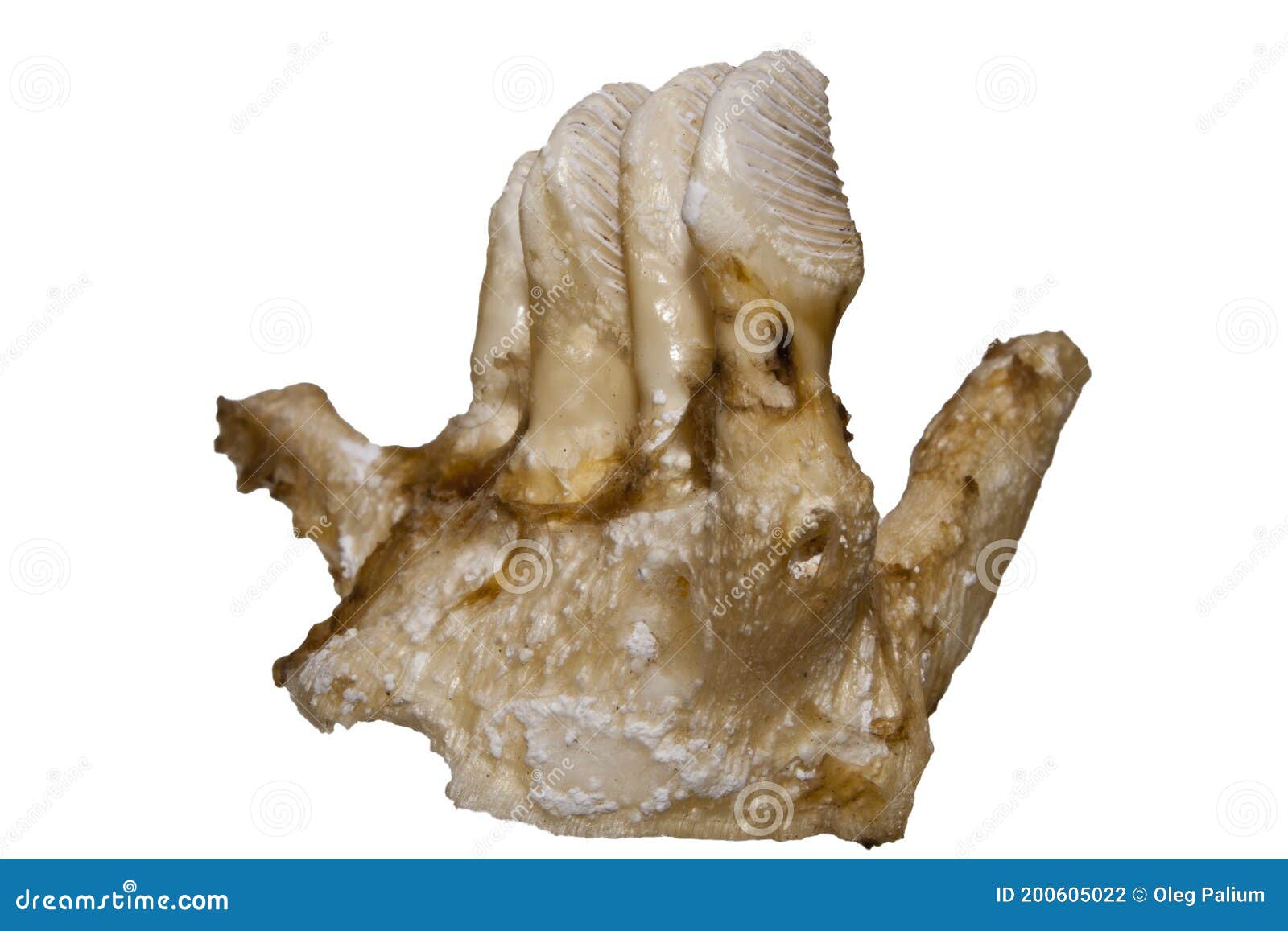 Old Teeth Isolated on White Background Stock Photo - Image of medical ...