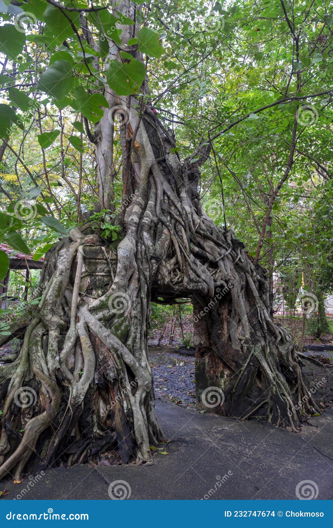 Old temple with tree roots stock photo. Image of wall - 232747674