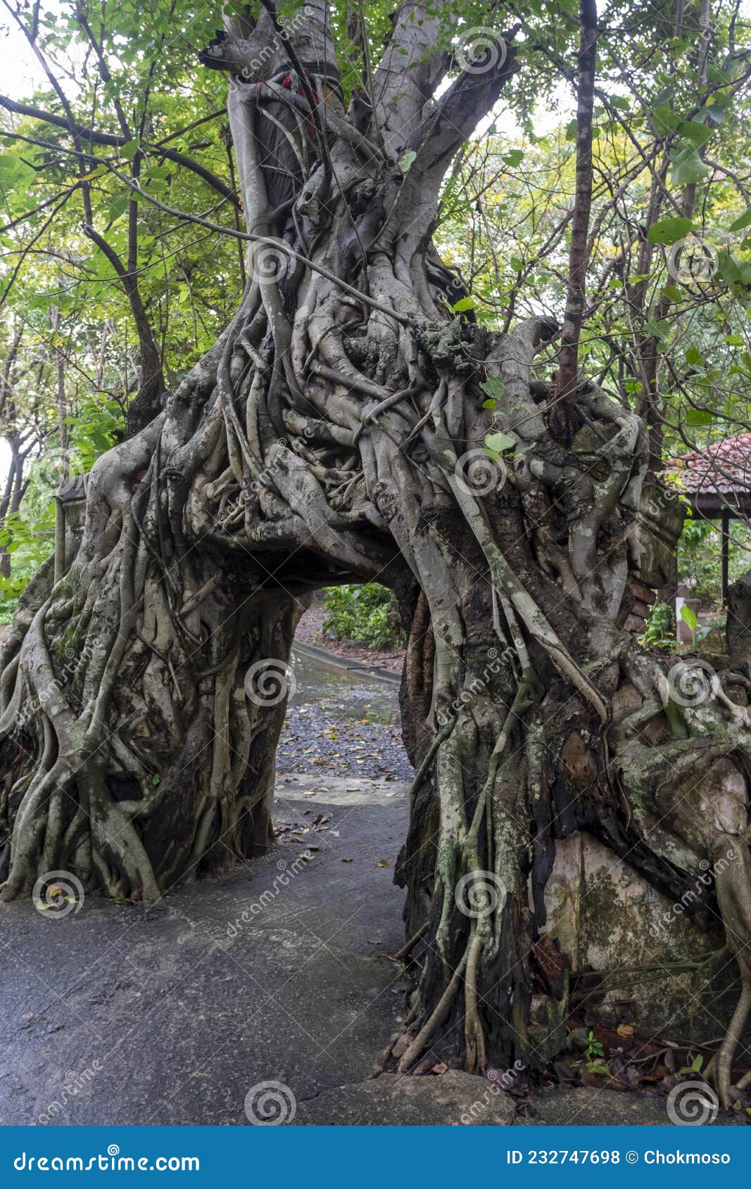 Old temple with tree roots stock photo. Image of rock - 232747698
