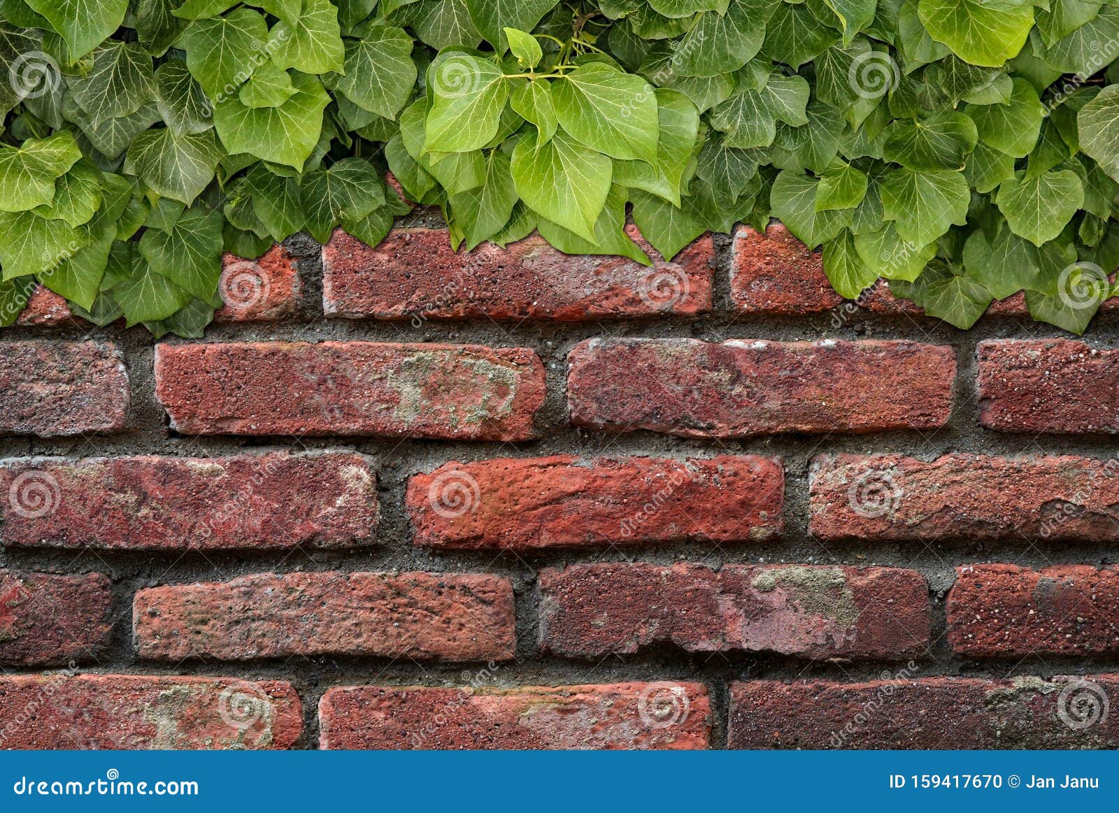 Old Texture Brick Wall, Covered in Ivy Stock Photo - Image of concrete ...