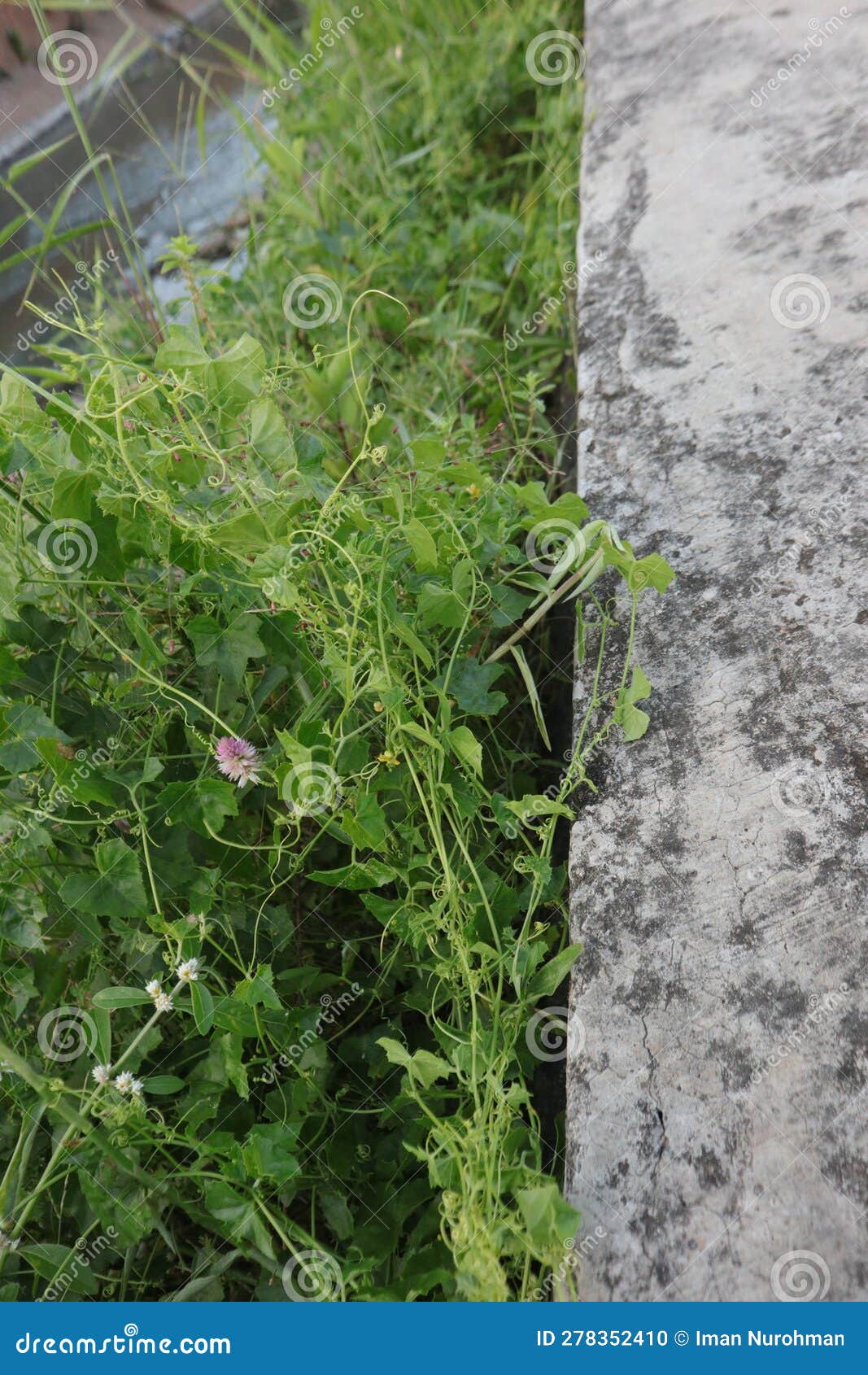 Old Gray Concrete Wall with Bush Foliage on the Edge Stock Photo ...