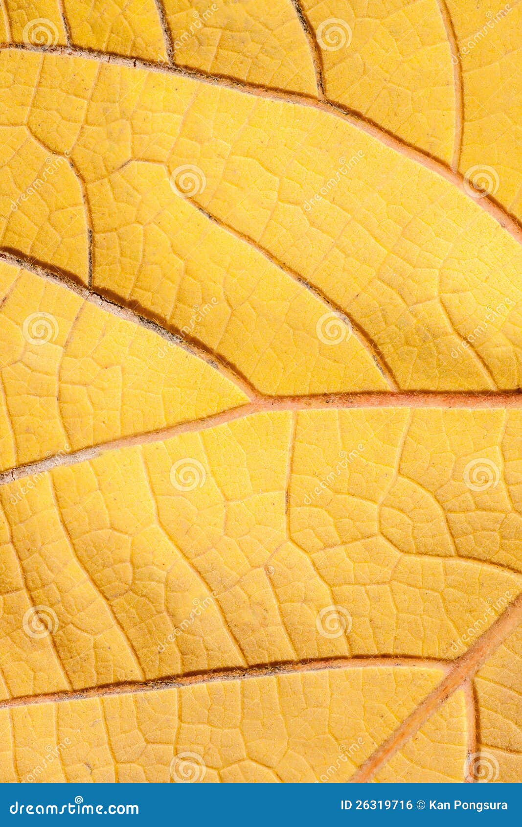 Old texture of leaf stock photo. Image of leaves, nature - 26319716