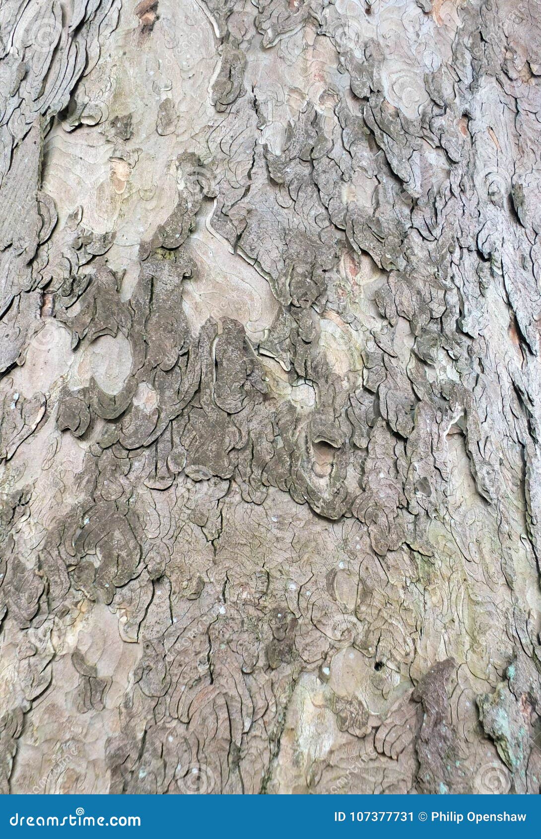 Beech Bark in Close Up on an Old Tree Stock Image - Image of plant ...