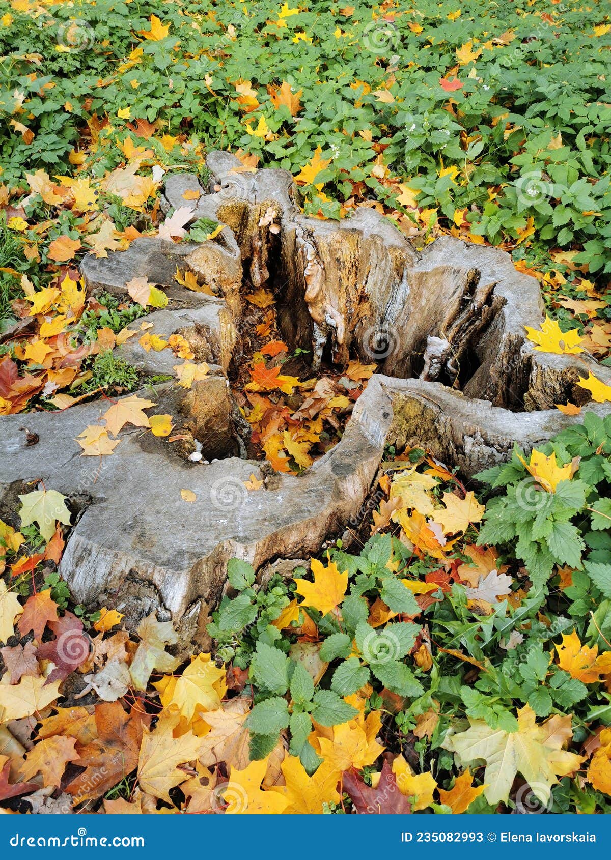An Old Textured Stump from a Large Tree, Inside and Around the Fallen ...
