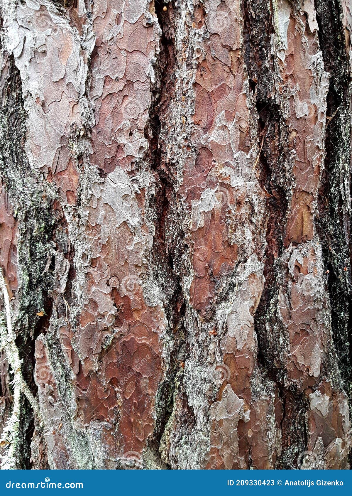 Old and Thick Bark with Rough Furrows on a Pine Tree Growing in the ...