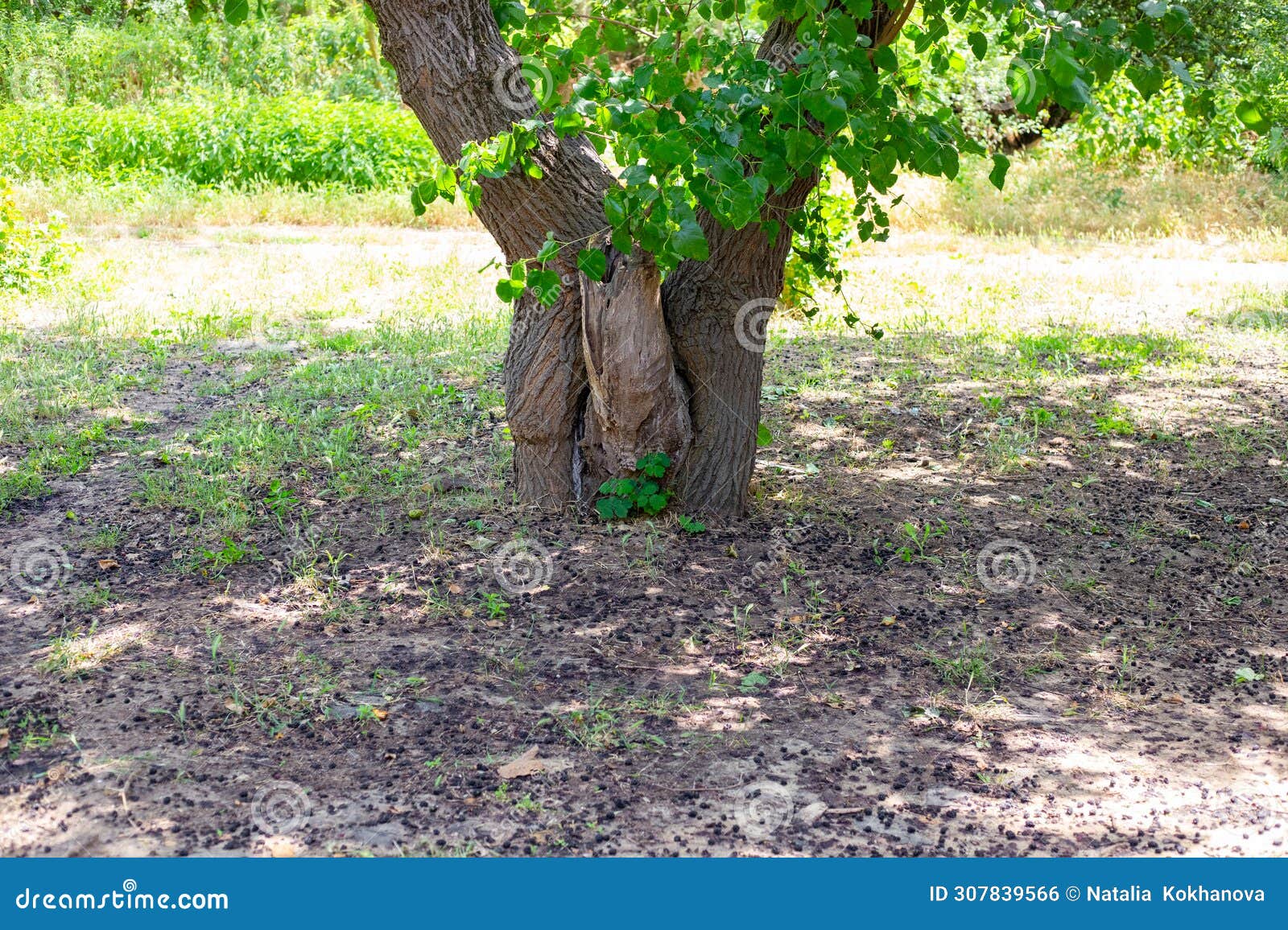 An Old Thick Mulberry Tree with Fallen Berries. Mulberry Harvest Stock ...