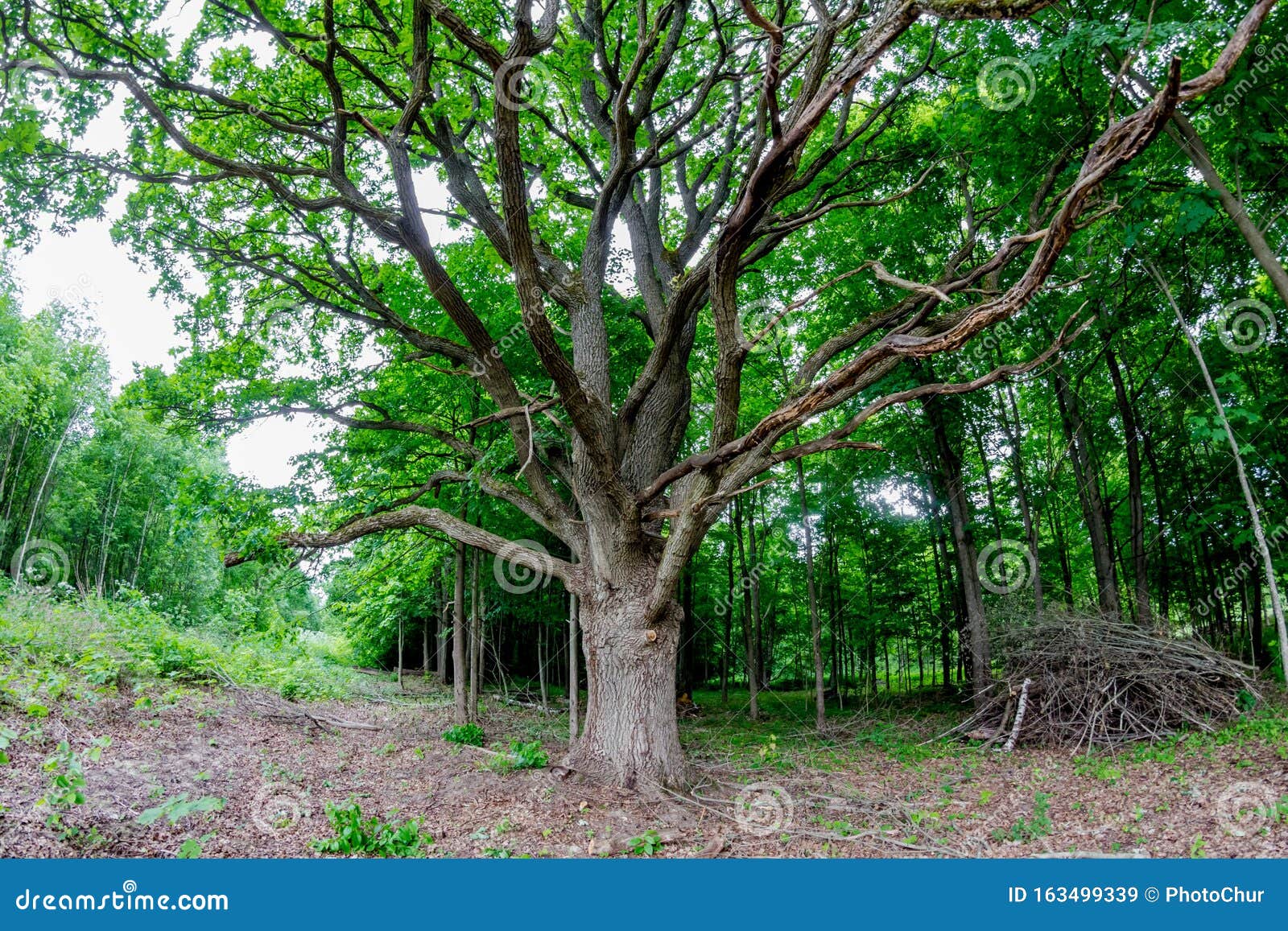 Spreading Thick Tree Roots Stock Photo | CartoonDealer.com #149037450