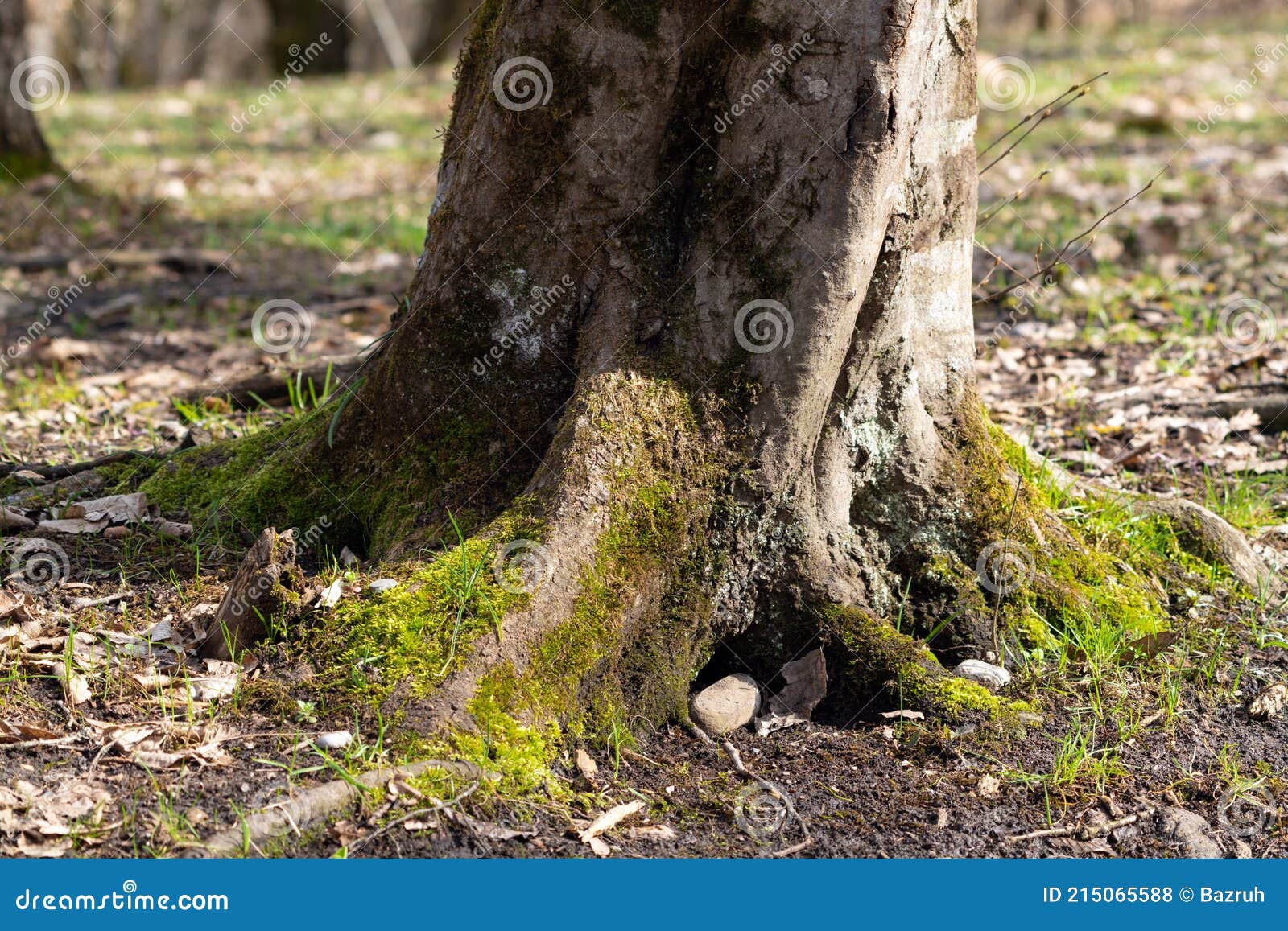 Old thick tree root stock photo. Image of foliage, park - 215065588