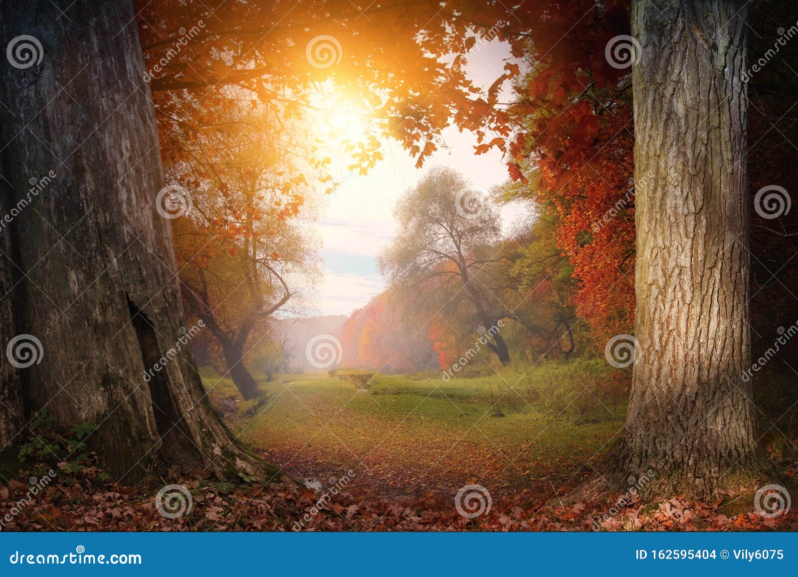 Old, Thick Trees Against the Backdrop of an Autumn Landscape Stock ...