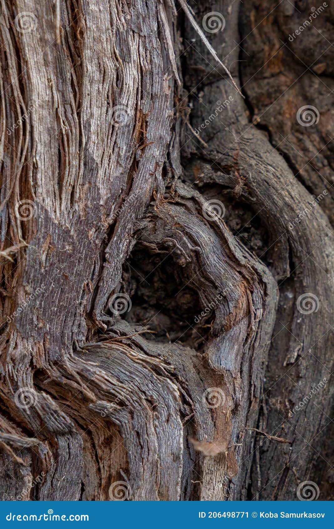 Old Thick Trunk of Grape Tree, Plant Back Stock Image - Image of botany ...