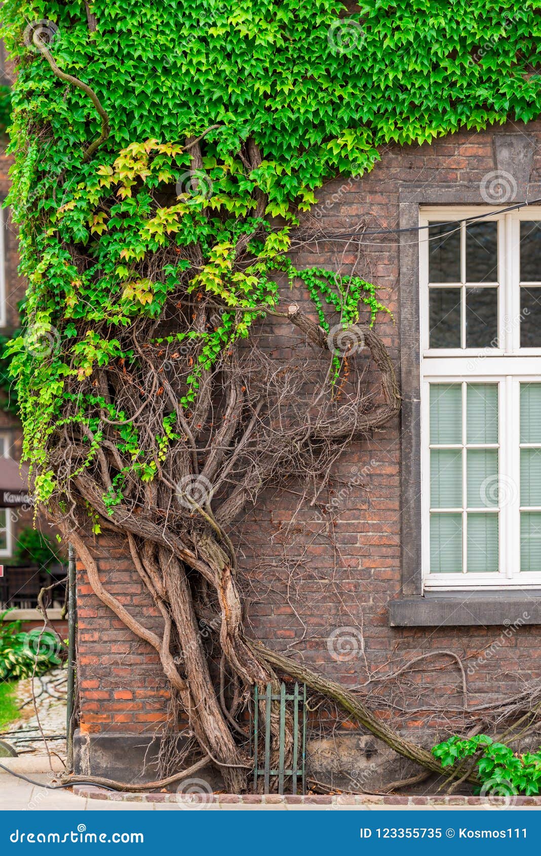 Thick Vine Wrapping Around A Tree In A Forest Royalty-Free Stock Photo ...