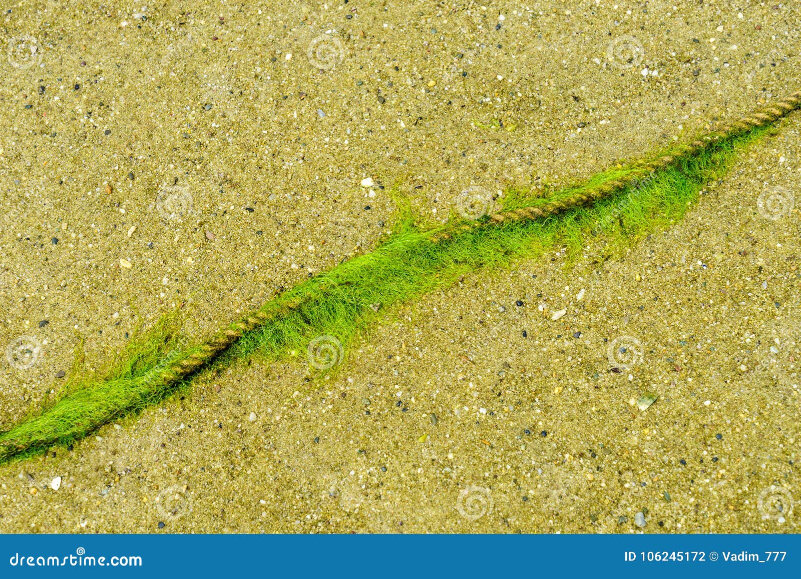 Old and Thin Rope Lying on the Beach, Green Moss or Algae Stock Photo ...