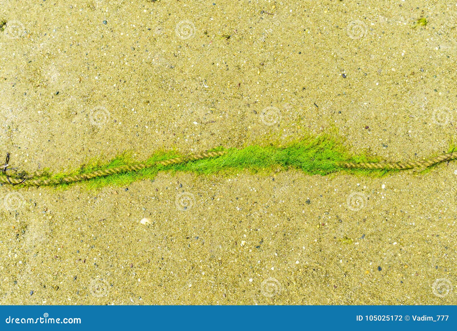 Old and Thin Rope Lying on the Beach, Green Moss or Algae Stock Photo ...