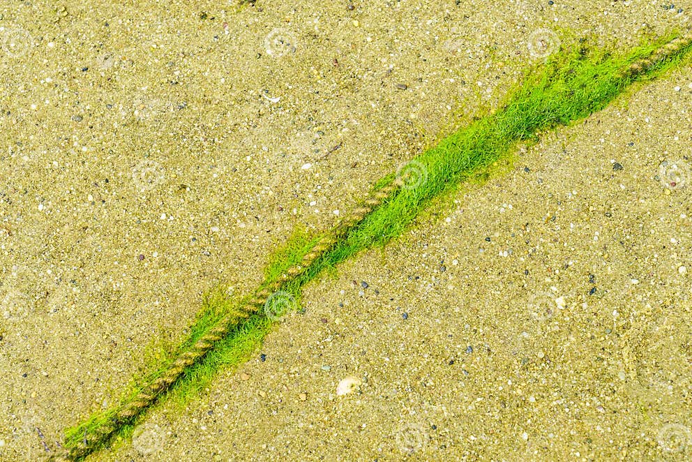 Old and Thin Rope Lying on the Beach, Green Moss or Algae Stock Photo ...