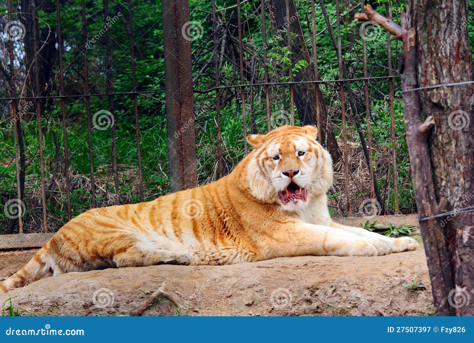 Old tiger stock image. Image of palms, mammal, nature - 27507397