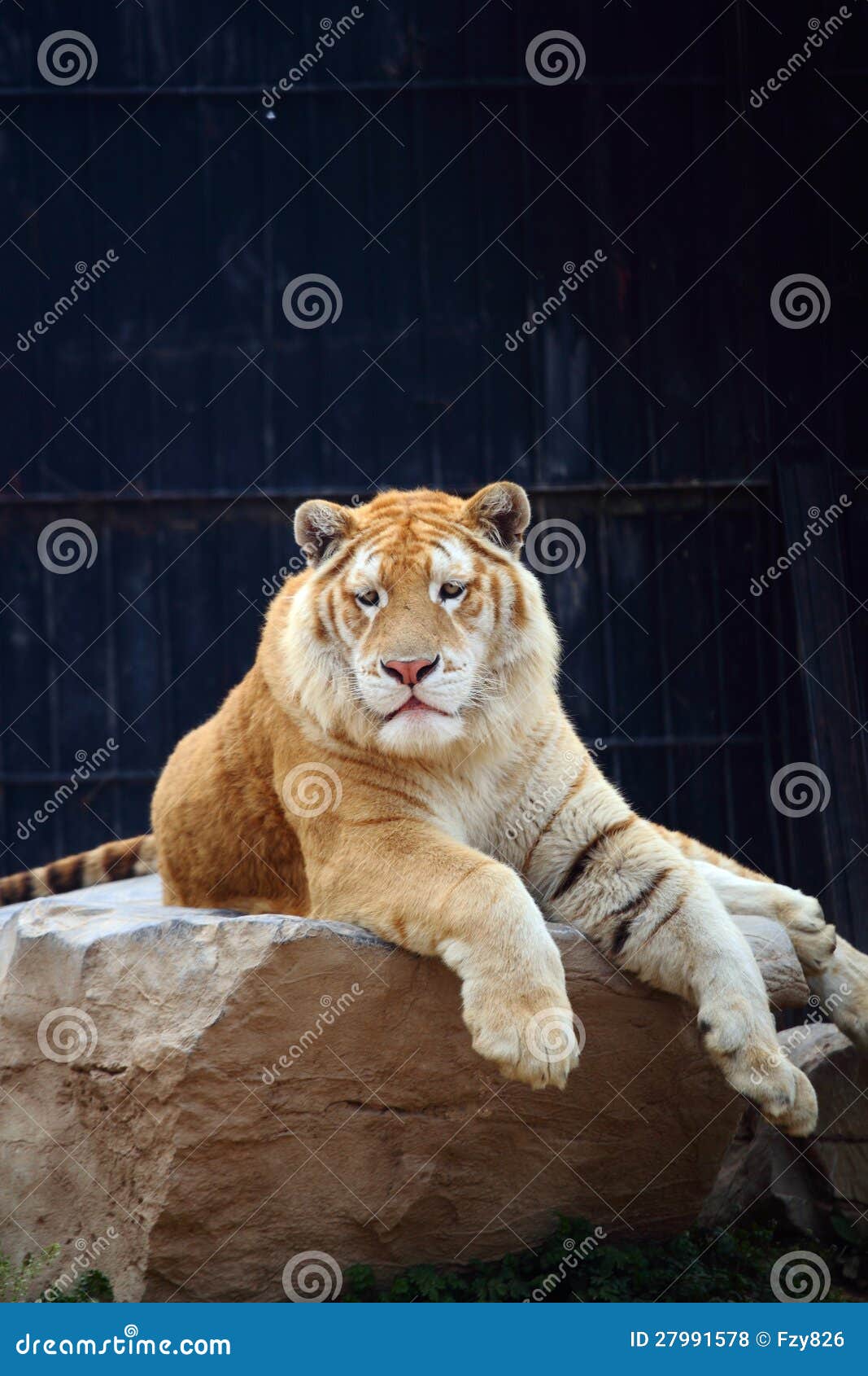 Old tiger stock photo. Image of nature, orange, mammals - 27991578