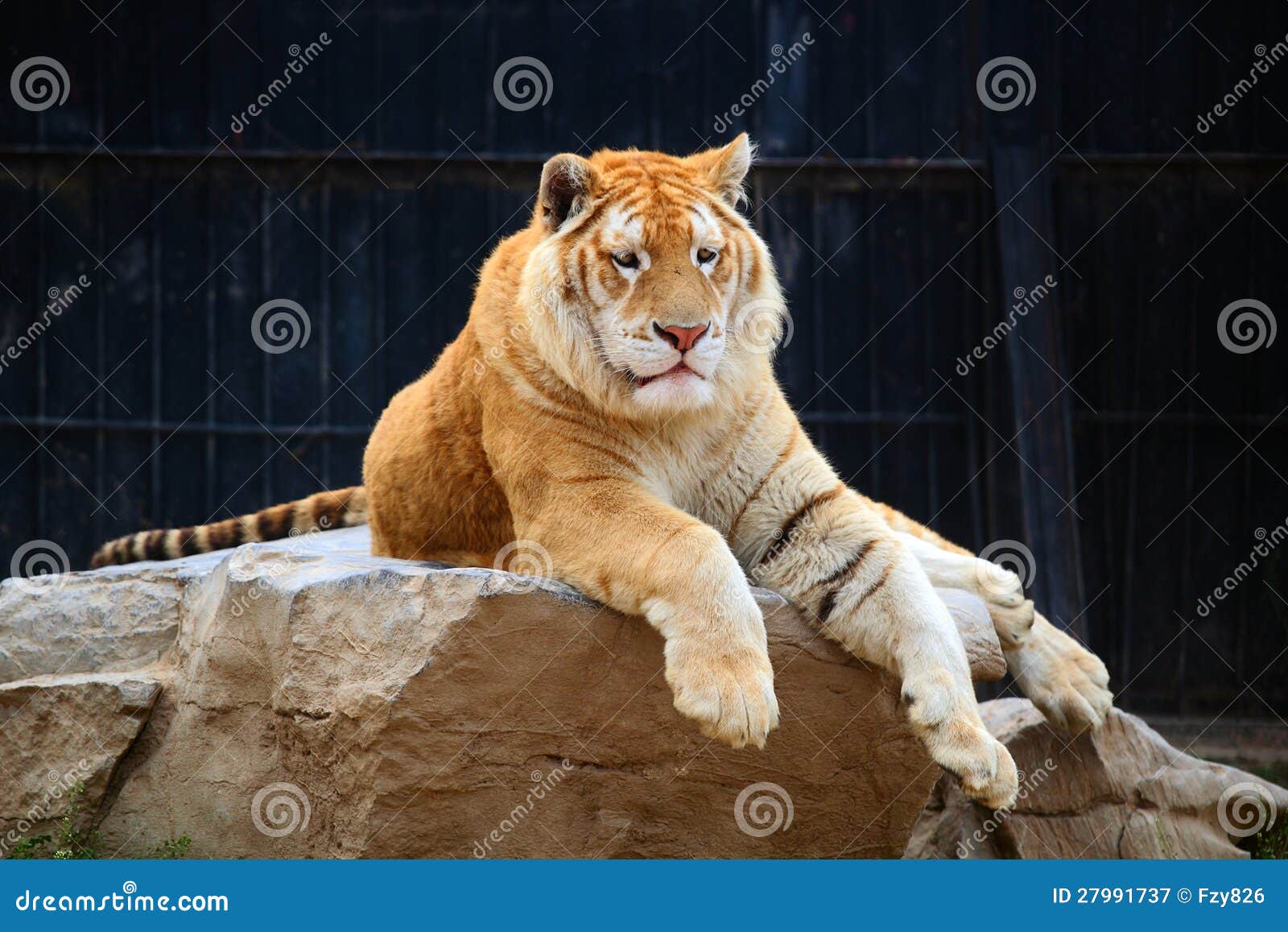 Old tiger stock image. Image of tiger, imposing, majesty - 27991737