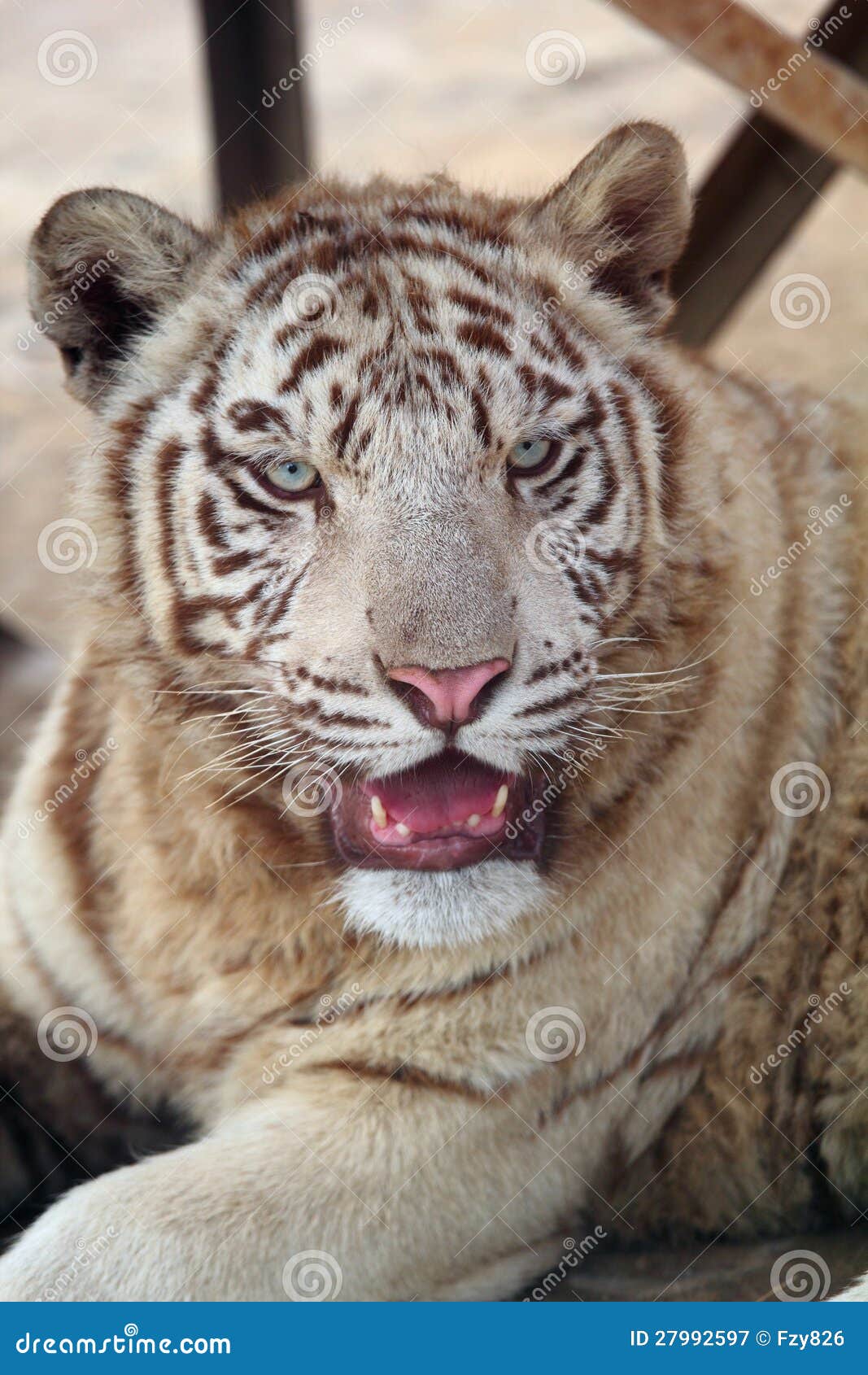 Old tiger stock image. Image of branches, mammals, black - 27992597