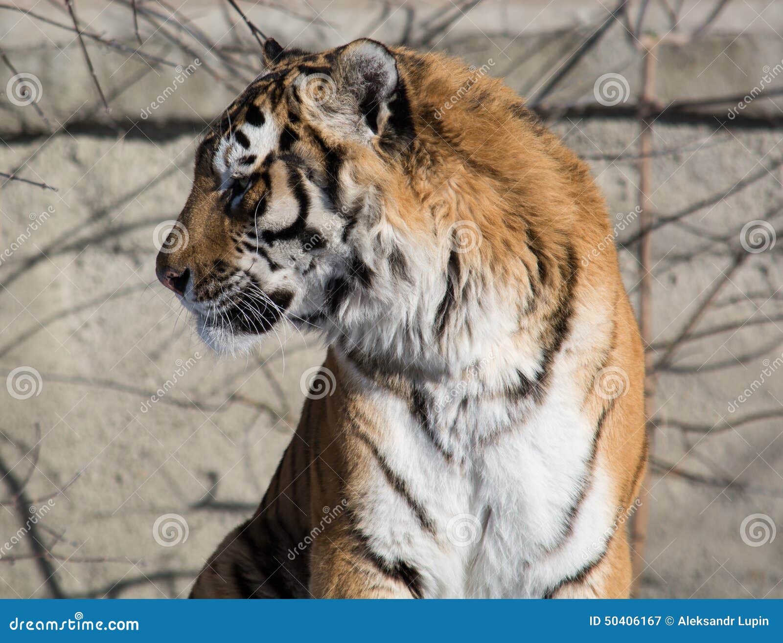 Old tiger stock image. Image of hunting, snow, game, animal - 50406167