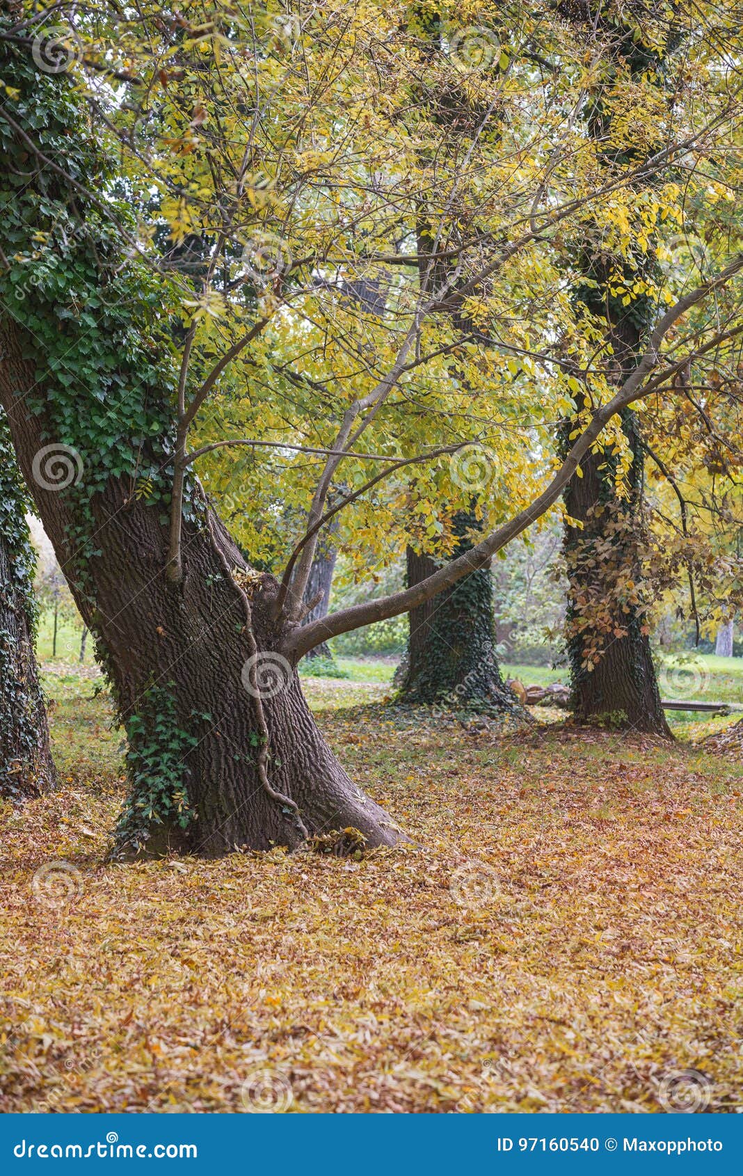 The Old Tilted Tree in the Fall Stock Photo - Image of plants, autumn ...
