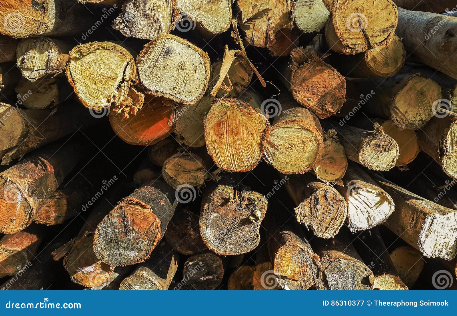 Timber Cross Section Stock Image | CartoonDealer.com #2480227