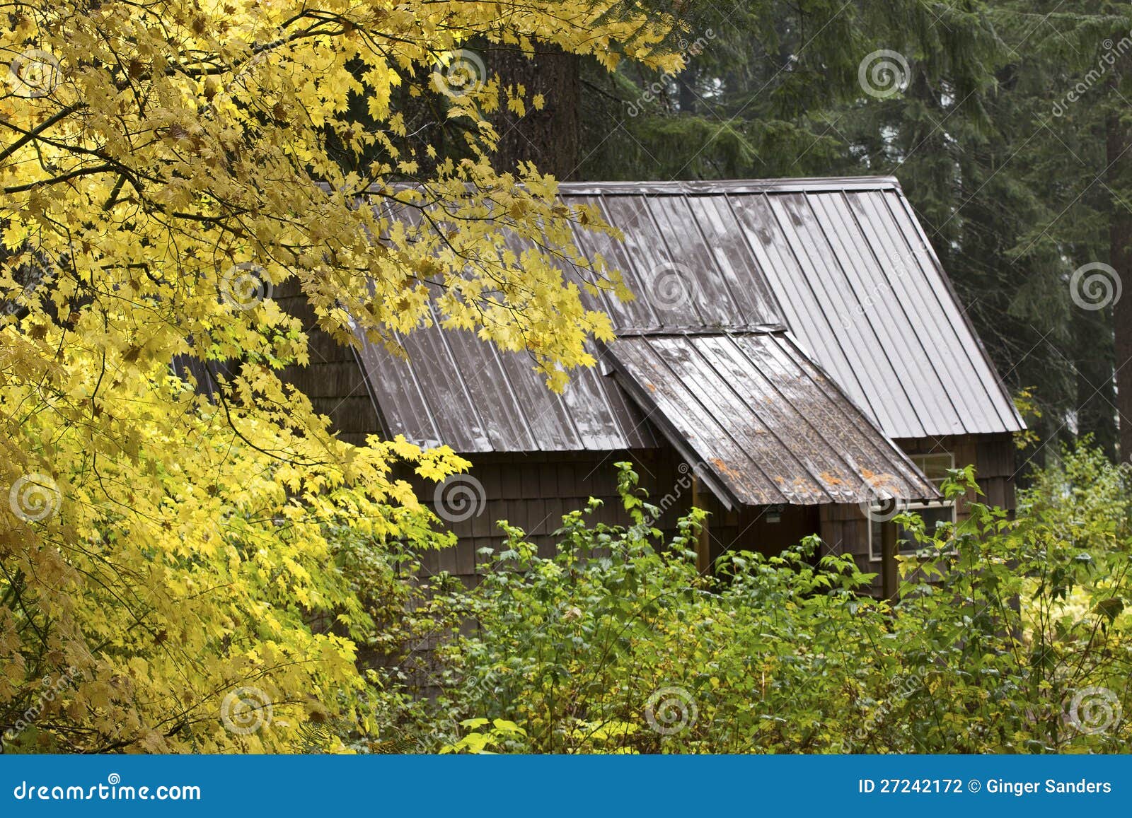 Old Tin Roof Cabin in Fall Trees Stock Photo - Image of cabin, trees ...