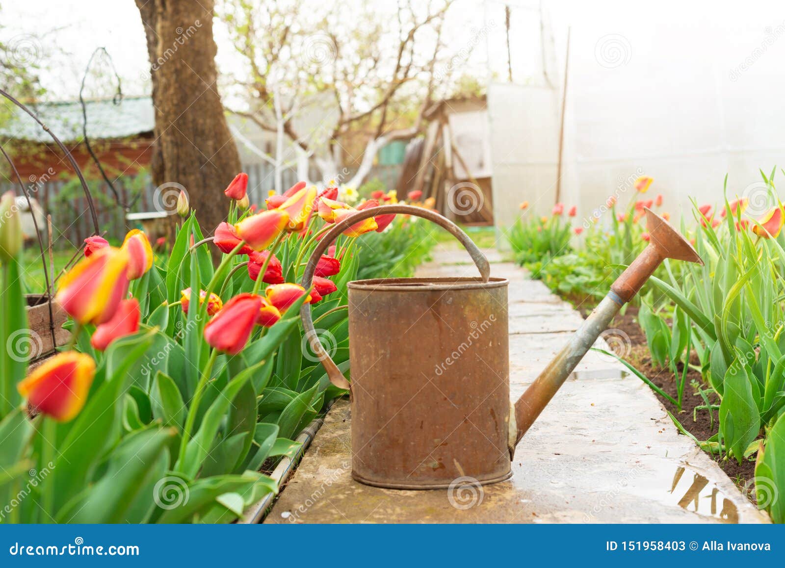 Old Tin Rusty Watering Can in a Garden with Tulips Blossom at Spring ...