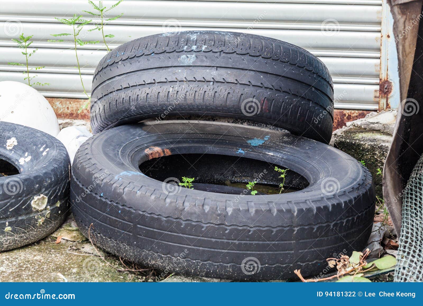Old Tire Indicating Breeding Ground for Dangerous Mosquito Stock Photo ...