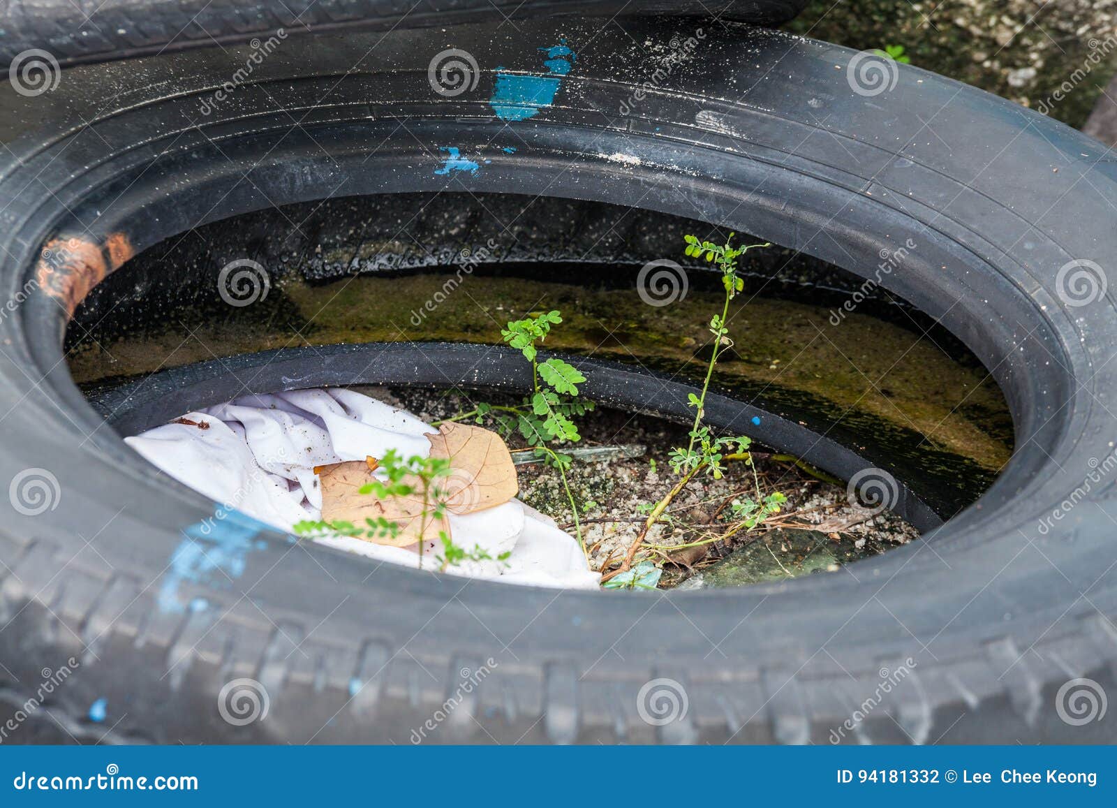 Old Tire Indicating Breeding Ground for Dangerous Mosquito Stock Photo ...