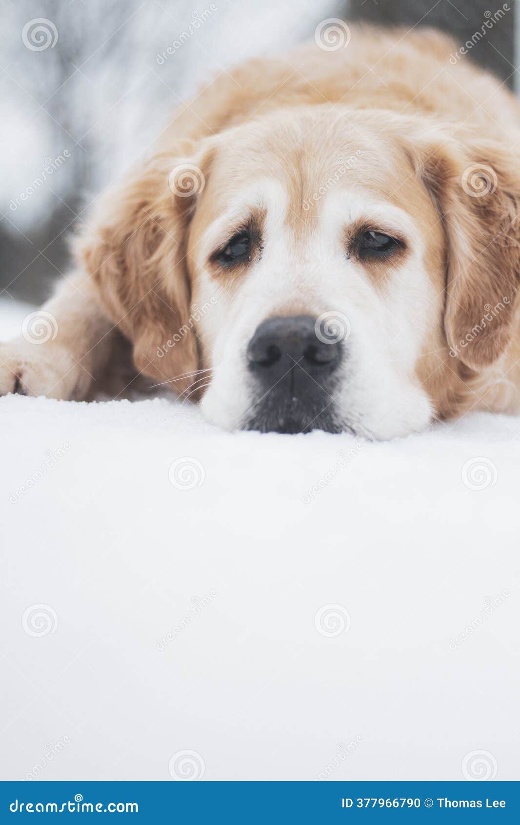 Tired Golden Retriever With Tongue Out And Eyes Closed Stock Photo ...