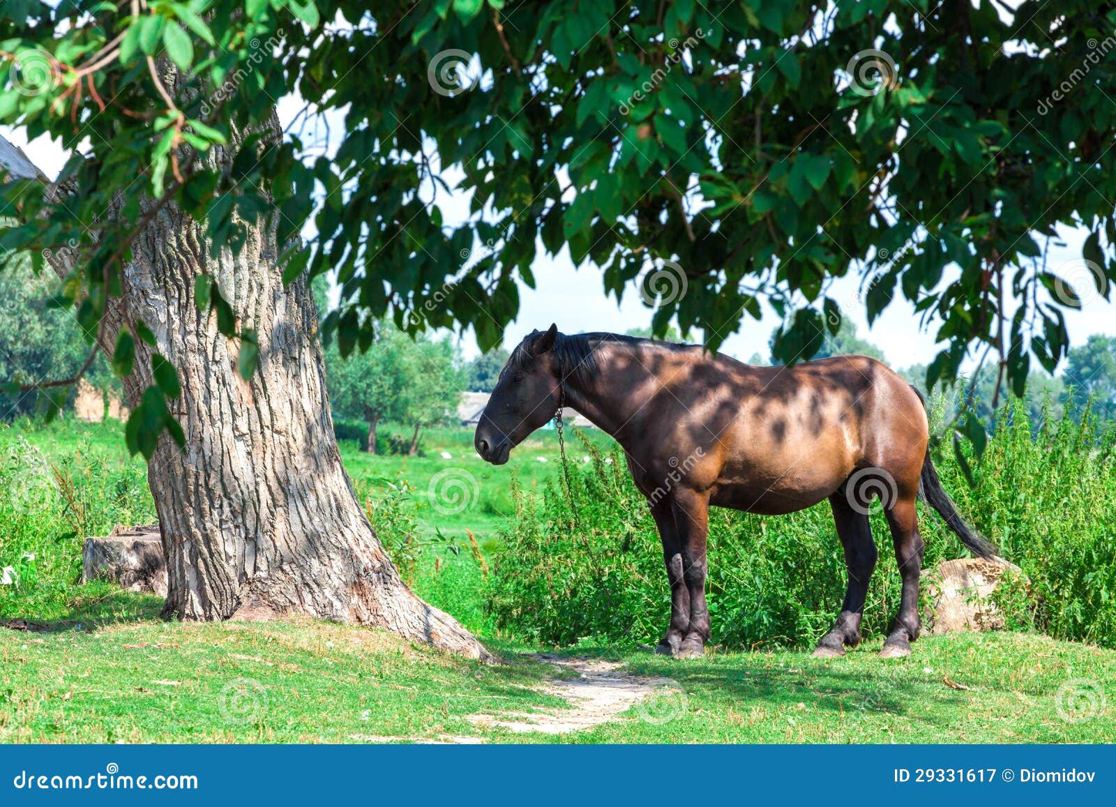 Old Tired Horse Stock Photo | CartoonDealer.com #55623294