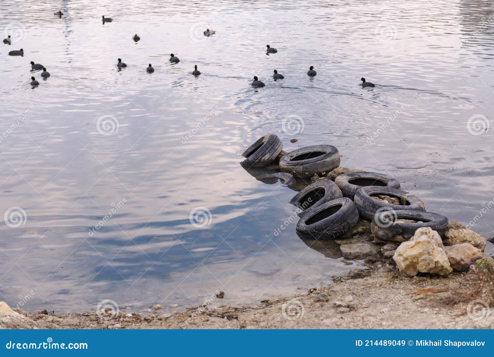 Garbage On The Shore Of The Beach, Algae And Environmental Pollution In ...