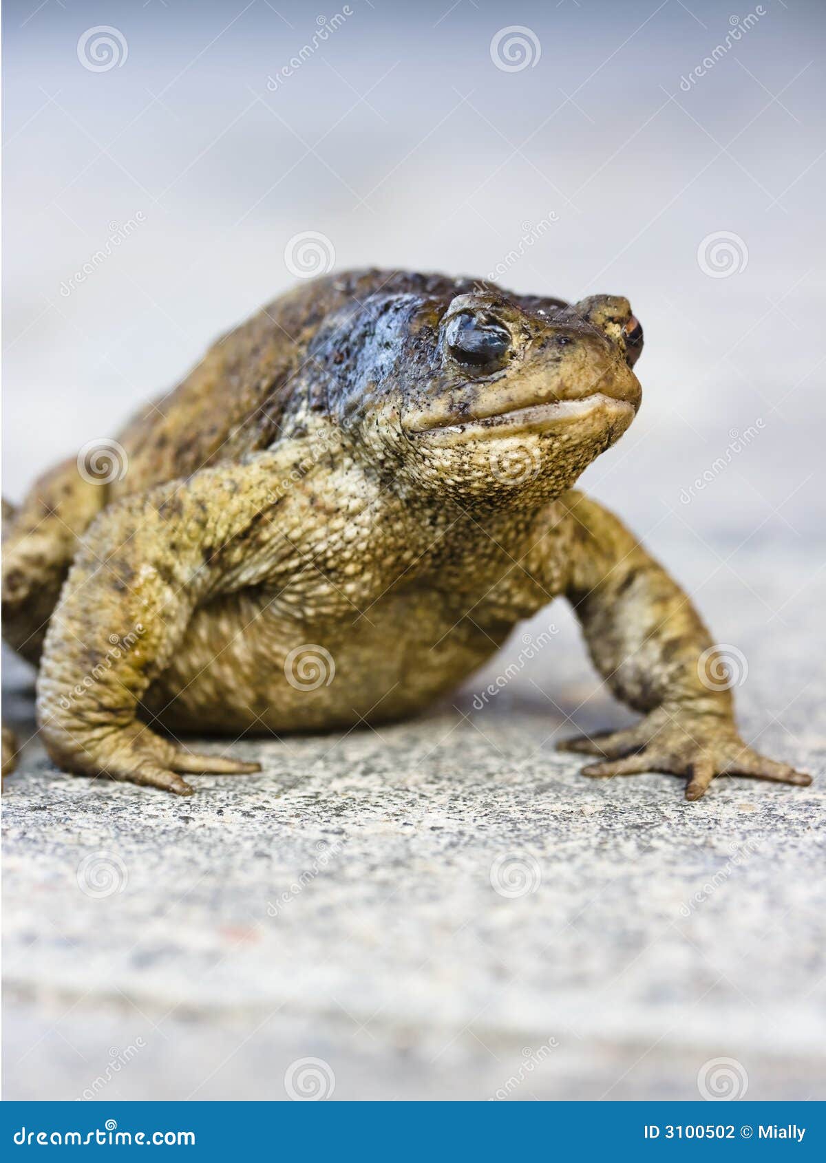 Old Toad Stock Photography - Image: 3100502