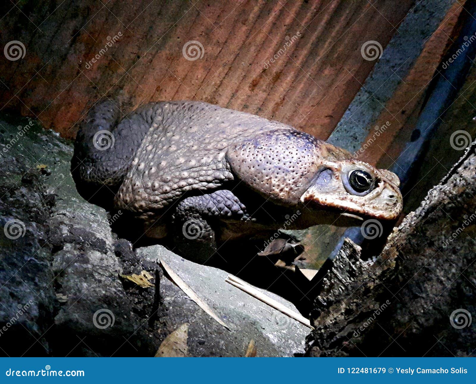 436 Old Toad Photos - Free & Royalty-Free Stock Photos from Dreamstime