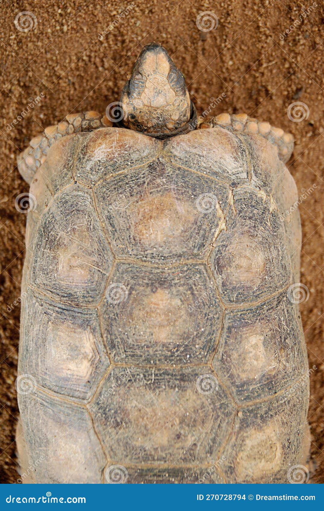 An Old Tortoise with Dull Shell Texture from Top View Stock Photo ...